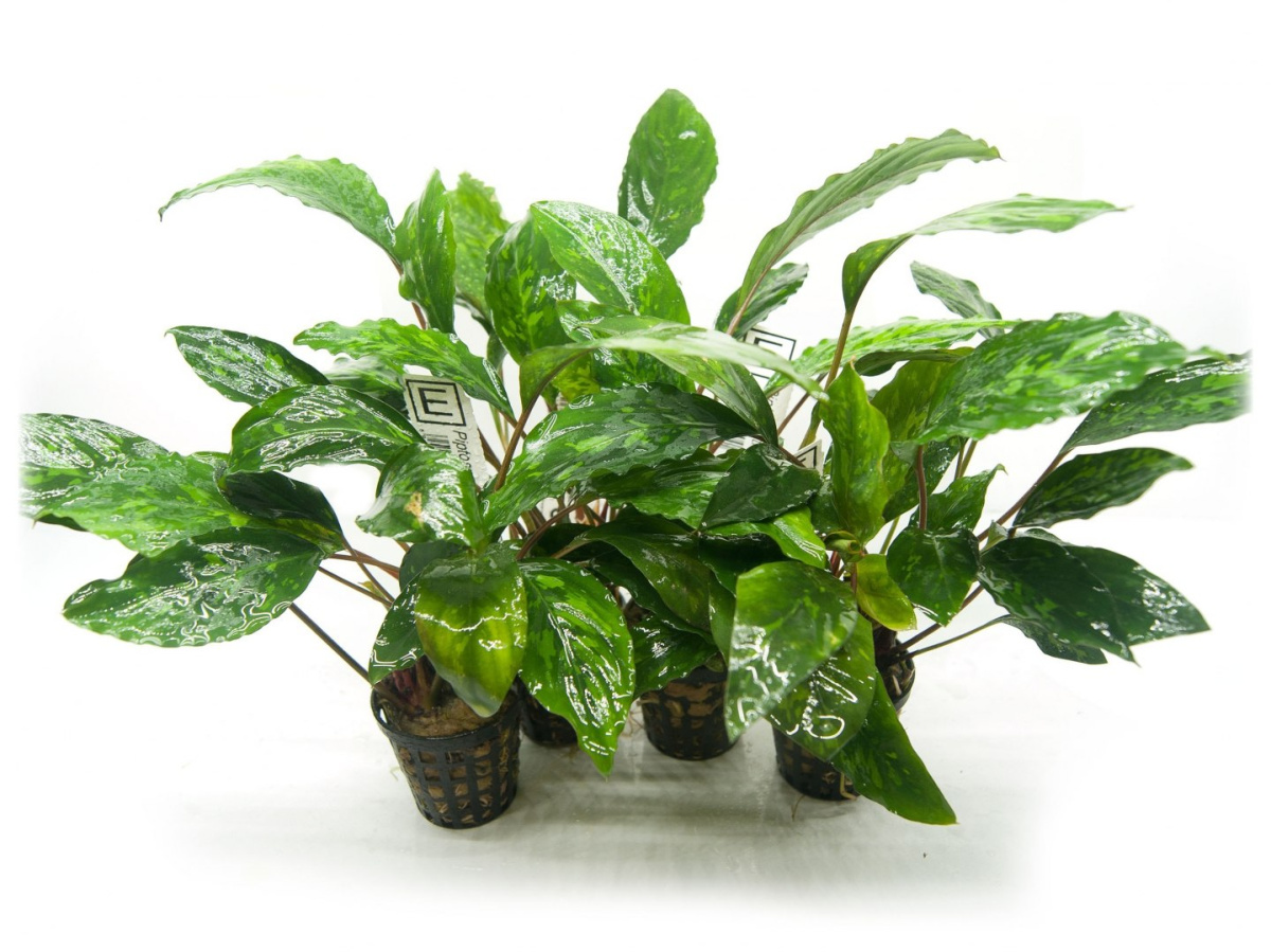 Piptospatha Ridleyi koszyk Sklep Akwarystyczny.EU